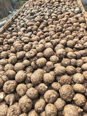 Buy A Grade Quality Elephant Yam from Coimbatore, Tamil Nadu at ...