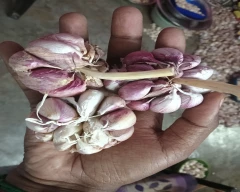Buy Normal Garlic from Coimbatore, Tamil Nadu at Wholesale Price of Rs ...