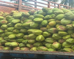 Buy Normal Tender Coconut from East Godavari, Andhra Pradesh at ...