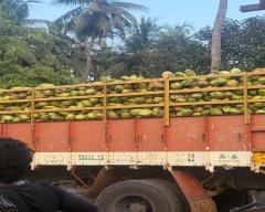 Buy Normal Tender Coconut from East Godavari, Andhra Pradesh at ...