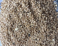 Buy Normal Wheat from Jabalpur, Madhya Pradesh at Wholesale Price of Rs ...